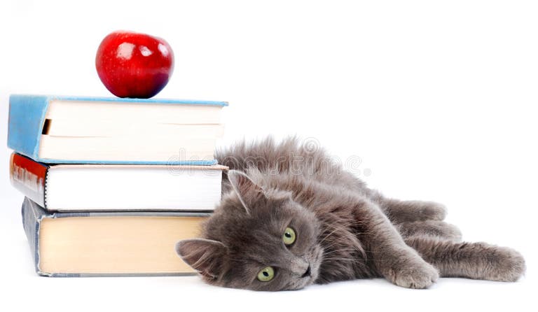 Cat with books stock photo. Image of cute, laying, kitty - 7151928