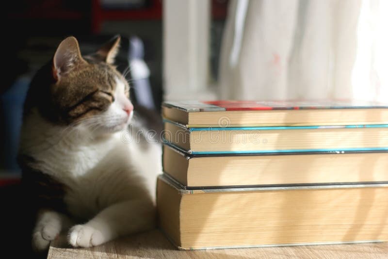 Cat and Books stock photo. Image of kitty, lying, beautiful - 197616402