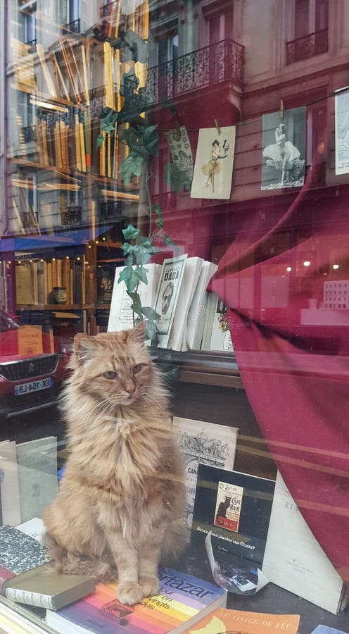 Cat in a bookshop editorial stock photo. Image of whiskers - 291052763