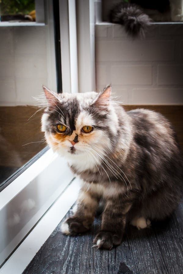 Cat. stock photo. Image of cute, feline, shorthair, pretty - 62146304