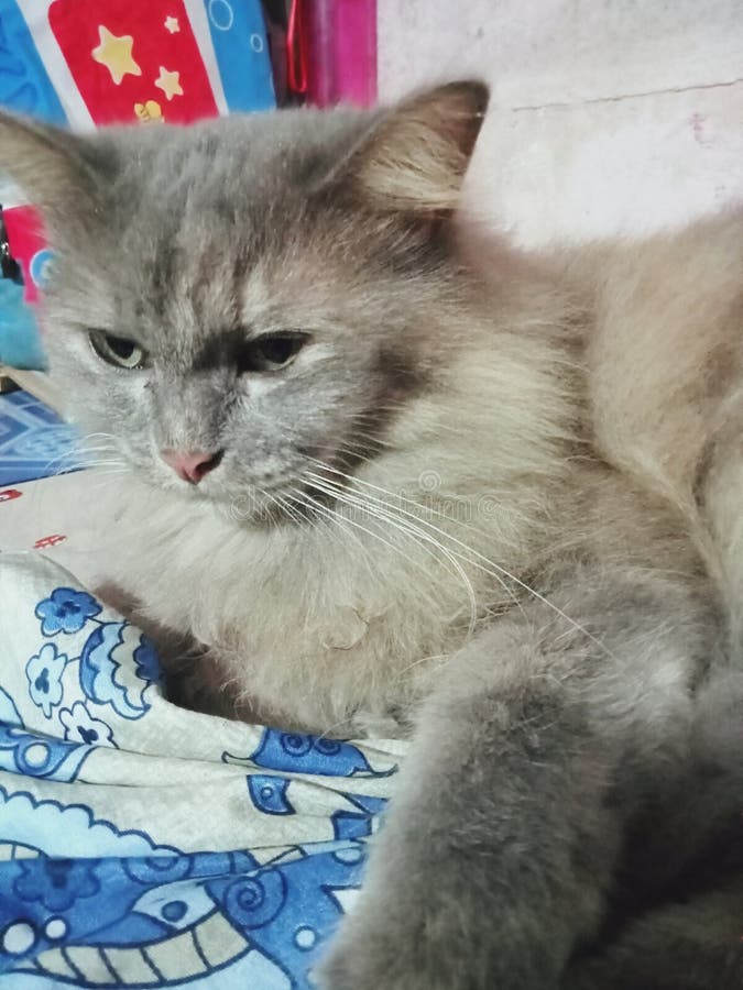 Cat and boring day stock photo. Image of wildcat, carnivore - 268585662