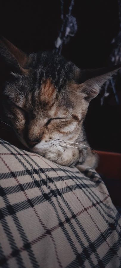 Cat and Boss stock photo. Image of whiskers, wildcat - 264354010