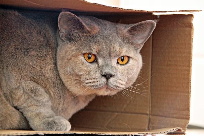 Cat in a box stock photo. Image of wildlife, moggy, cats - 24094940