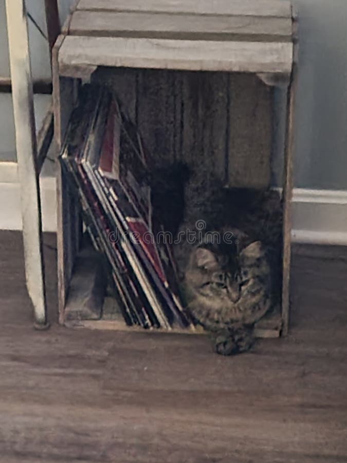 Cat in a box editorial stock image. Image of fatcat - 264260934