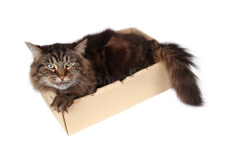 Cat in a box stock image. Image of boxes, animal, mammals - 387167