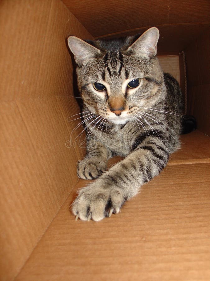 Cat in a Box stock photo. Image of hiding, playing, stripes - 4171514