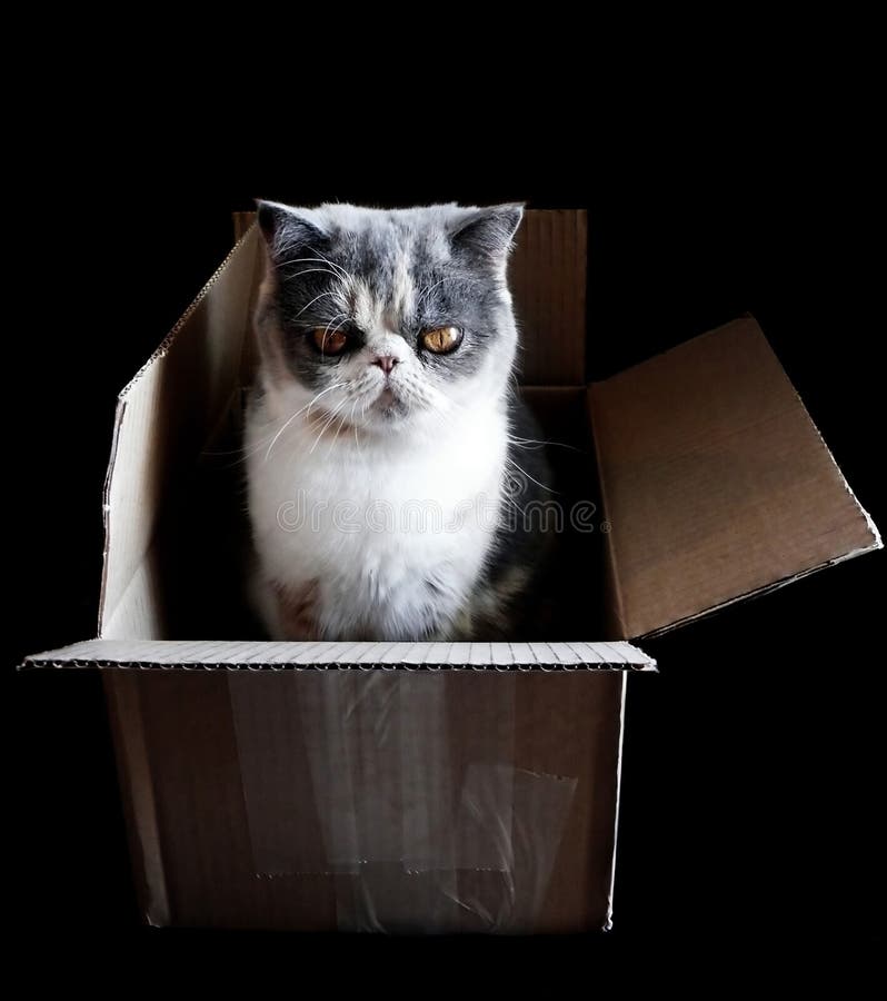 Cat in box stock photo. Image of packing, gift, isolated - 5878074