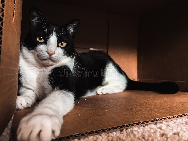 Cat in box stock image. Image of tuxedo, black, cardboard - 169192015