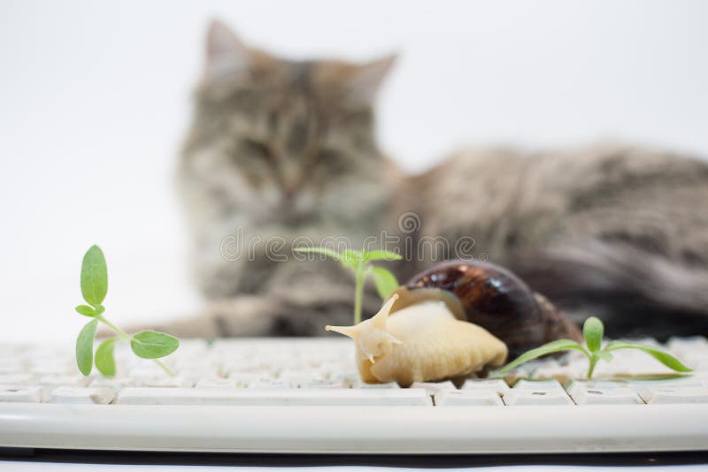 Cat in a Box, Cardboard Box and Kitty, Stock Photo - Image of beautiful ...
