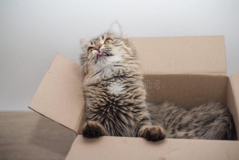 Cat in a Box, Cardboard Box and Kitty, Stock Image - Image of fluffy ...