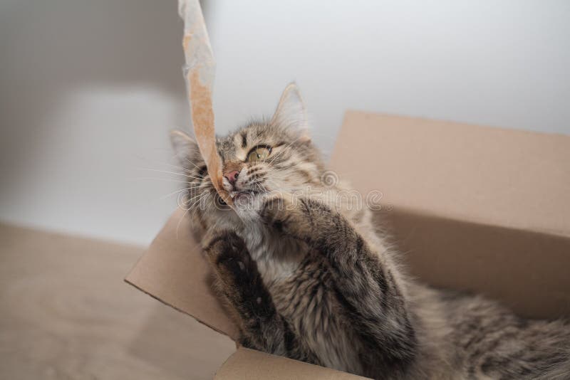 Cat in a Box, Cardboard Box and Kitty, Stock Photo - Image of playing ...