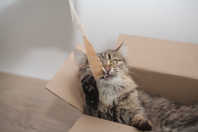 Cat in a Box, Cardboard Box and Kitty, Stock Image - Image of cute ...