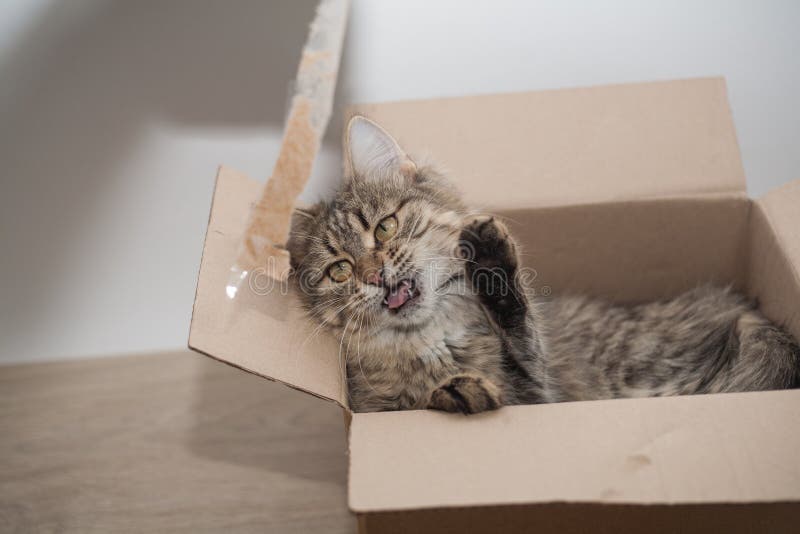 Cat in a Box, Cardboard Box and Kitty, Stock Photo - Image of beautiful ...