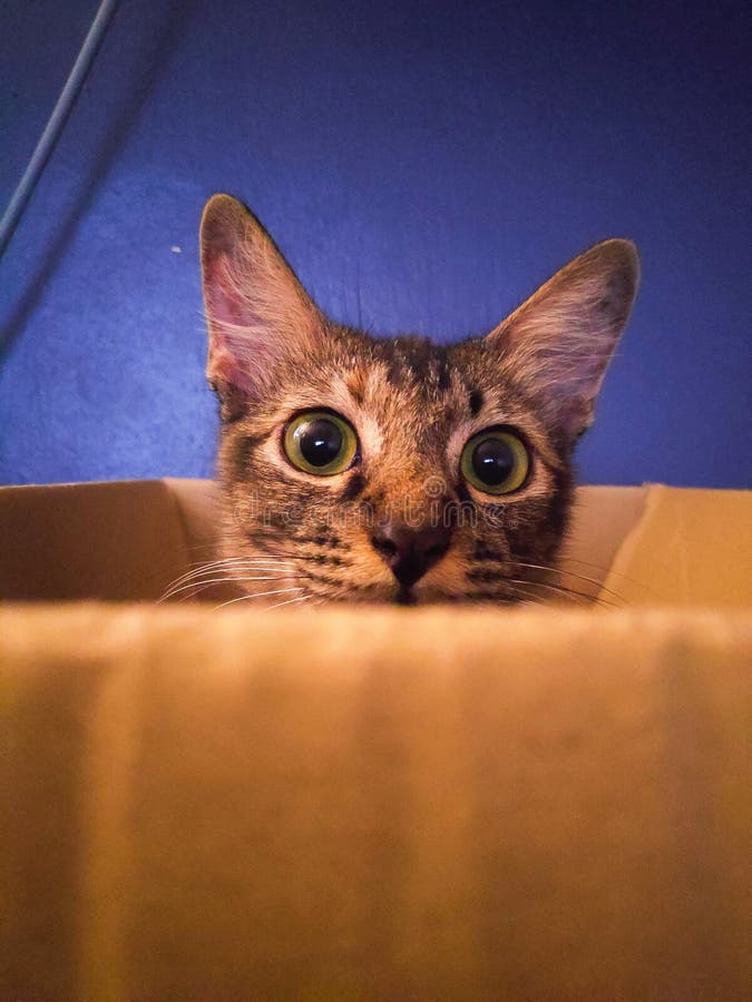 Cat in the Box stock image. Image of bigeye, animal - 163879593