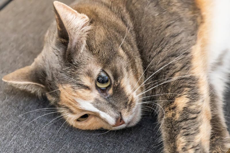 Cat on a box stock photo. Image of snout, mammal, wildlife - 288554704