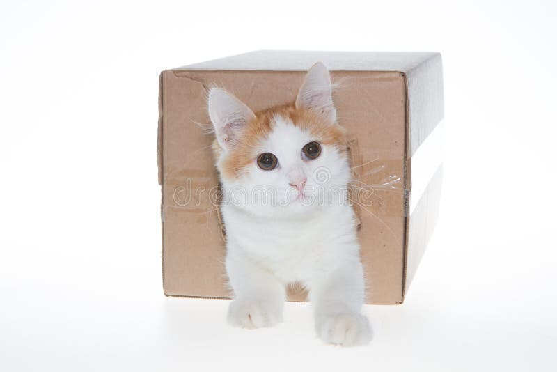 A Cat in a Box. a Cat is Playing in a Cardboard Box on a White ...