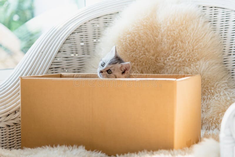 Cat in the box stock photo. Image of decoration, mammal - 87323772