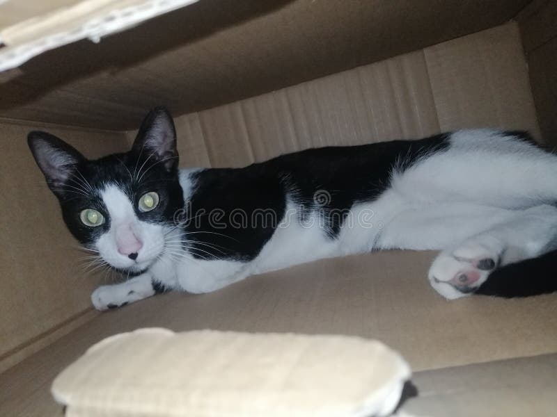 Cat in box stock image. Image of kitten, cute, meow - 179803865