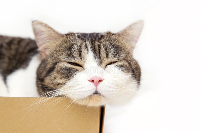 Cats Packing Boxes Stock Photos - Free & Royalty-Free Stock Photos from ...