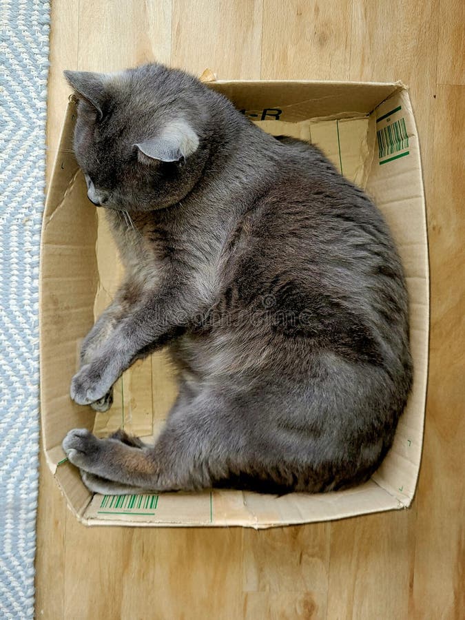 Cat in a box stock photo. Image of cute, carnivore, grey - 321356062