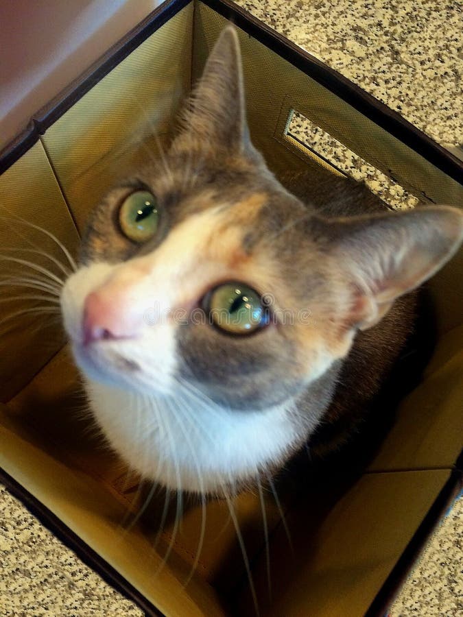 Cat in the box stock image. Image of kitten, funny, kitties - 80358483