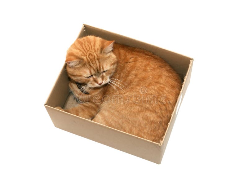 Cat in Box stock photo. Image of animal, refuge, home - 44654188