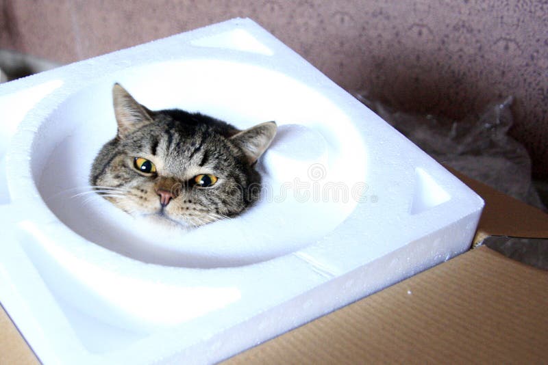 674 Stuck Box Stock Photos - Free & Royalty-Free Stock Photos from ...