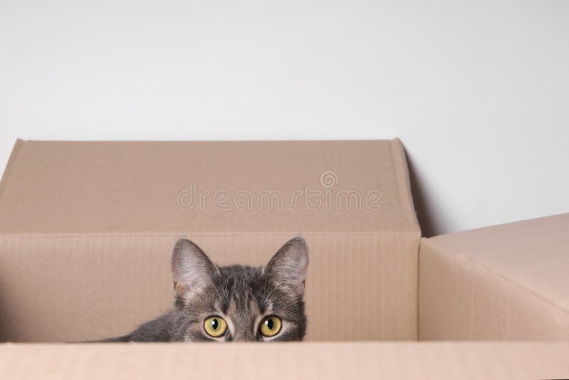 Curious Cat Peeking Out of Box Stock Image - Image of look, feline: 6389493