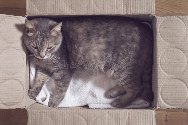 Cat in the box stock photo. Image of female, purebred - 91247334