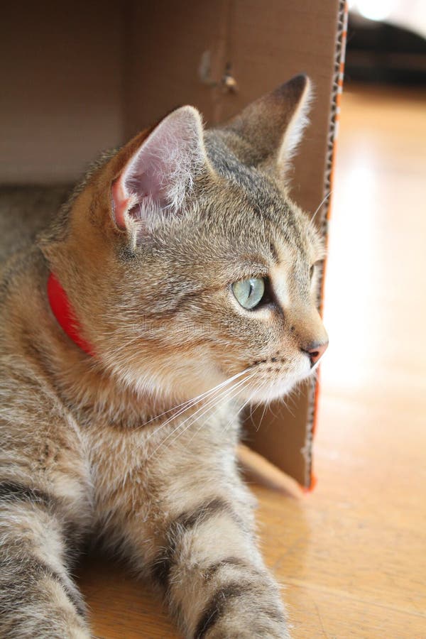 Cat in box stock image. Image of closeup, tabby, collar - 34296247