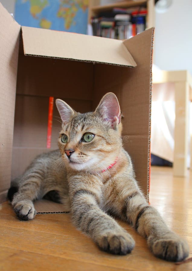 Cat in bag stock photo. Image of feline, cats, safety, torbie - 96500