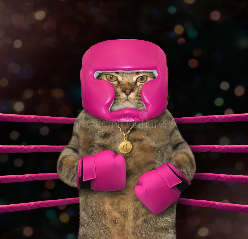 Cat Boxer in the Boxing Ring Stock Photo - Image of humor, pets: 158549488