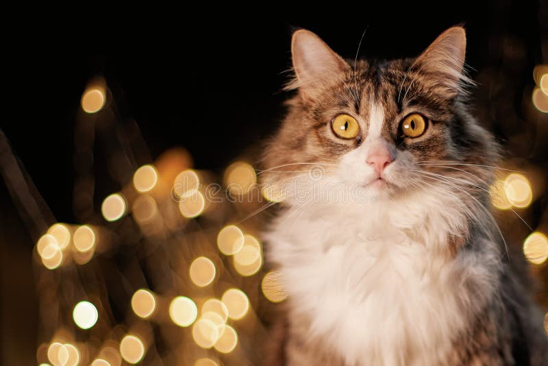 Cat and Boxes with Gifts on the Background of Christmas Lights . Stock ...