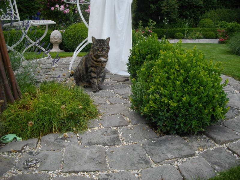 Cat between boxes stock photo. Image of middle, sitting - 95202804