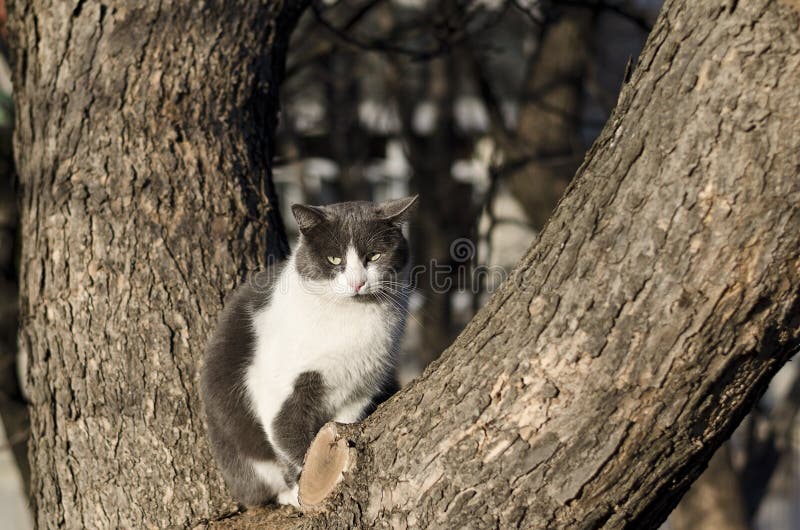 Cat on the branch stock image. Image of lovely, sunny - 90757389