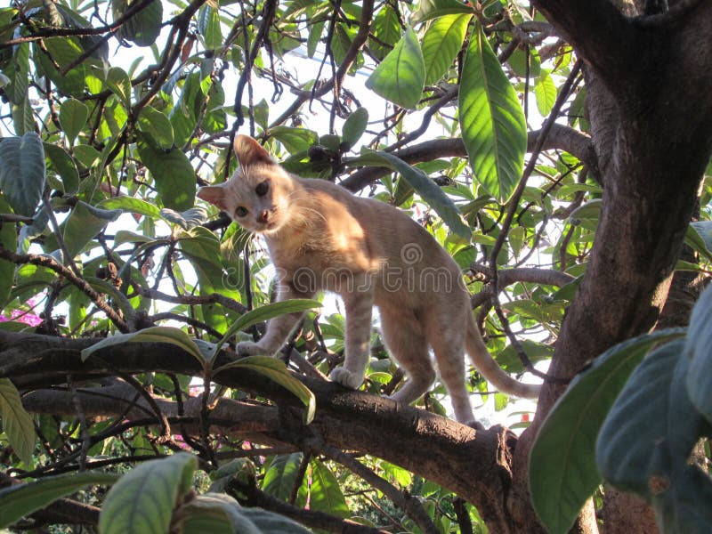 A Cat on a Branch of a Tropical Tree Looks Down, Curiously Tilting His ...