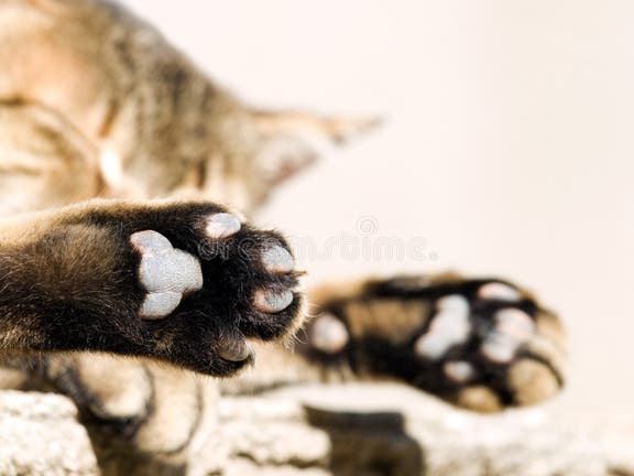 Cat break stock photo. Image of resting, peaceful, feline - 19158628