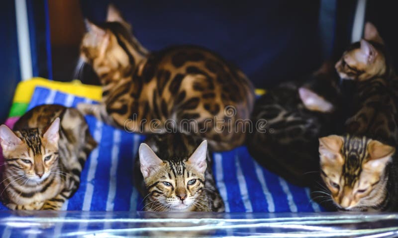 Spotted Cats of Leopard Coloring Stock Image - Image of kitten, hair ...