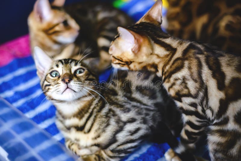 Spotted Cats of Leopard Coloring Stock Photo - Image of hair, portrait ...