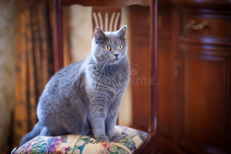 Cat breed British Blue stock image. Image of look, head - 201761375