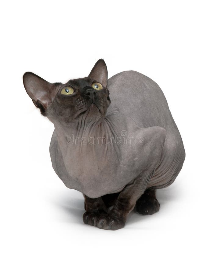 Cat of the Canadian Sphynx Breed with Open Jaws on Its Hind Legs Stock ...