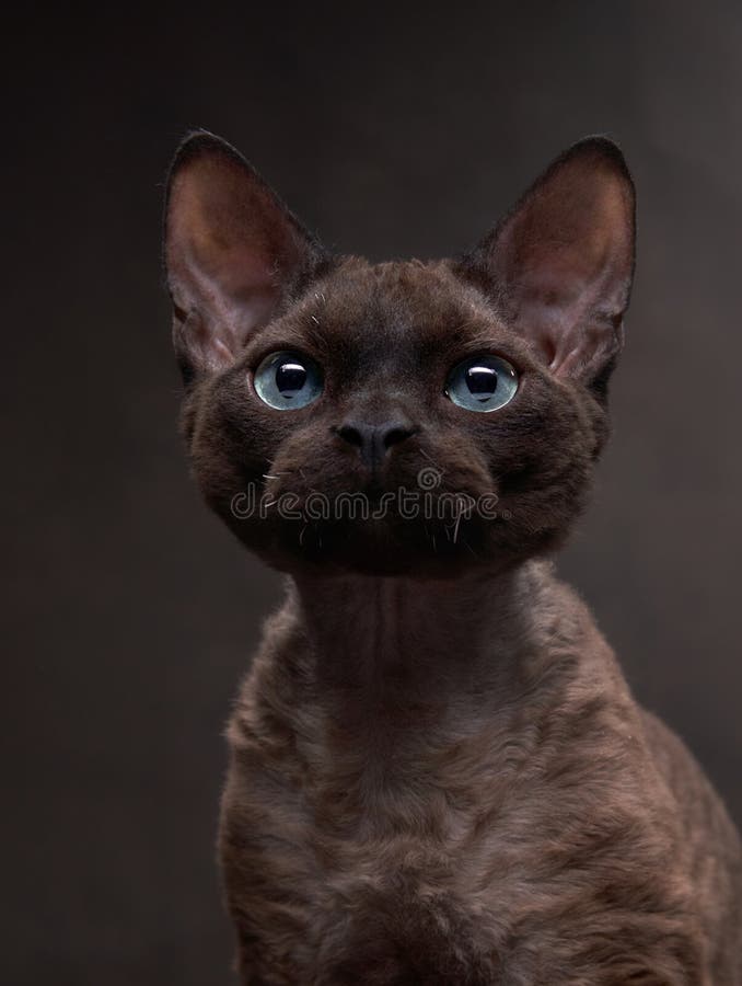 149 Chocolate Devon Rex Stock Photos - Free & Royalty-Free Stock Photos ...