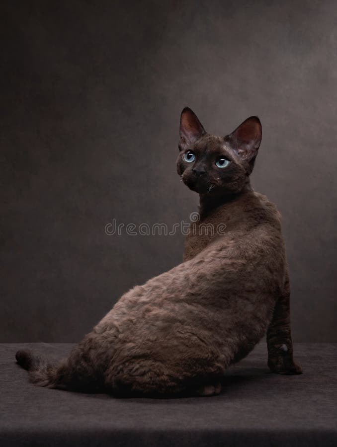 Cat Breed Devon Rex on a Blue Canvas Background. Pet Portrait in Studio ...