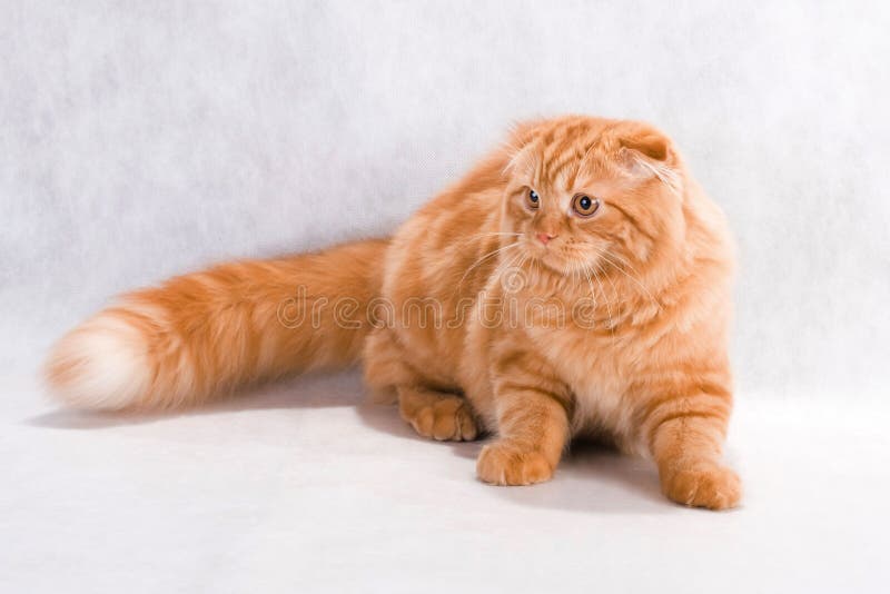 Cat breed Highland fold stock image. Image of large, highland - 8793047