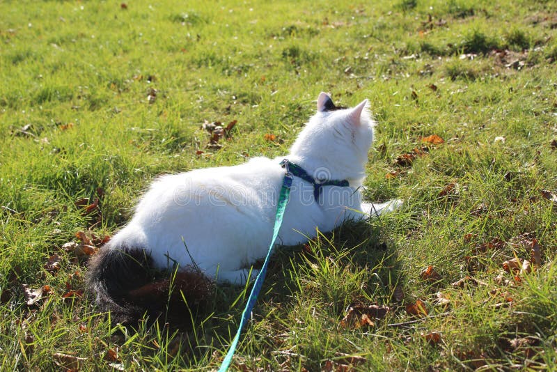 Cat Breed Turkish Van or Turkish Angora Stock Photo - Image of angora ...