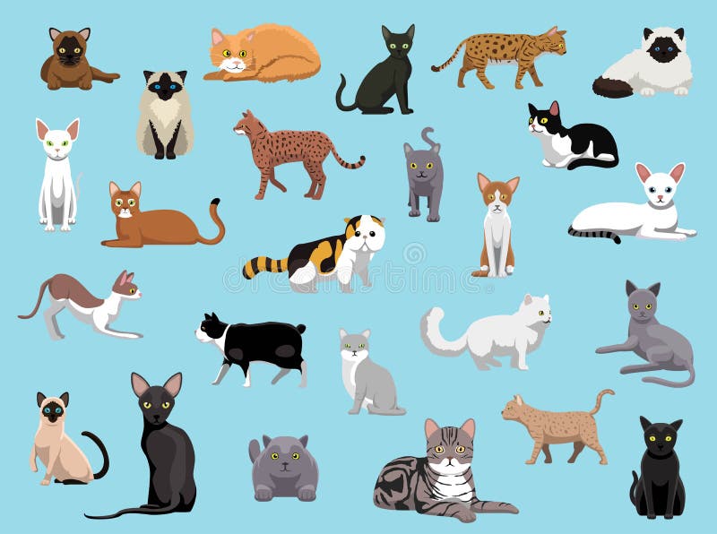 25 Cat Breeds Cartoon Vector Illustration Stock Vector - Illustration ...
