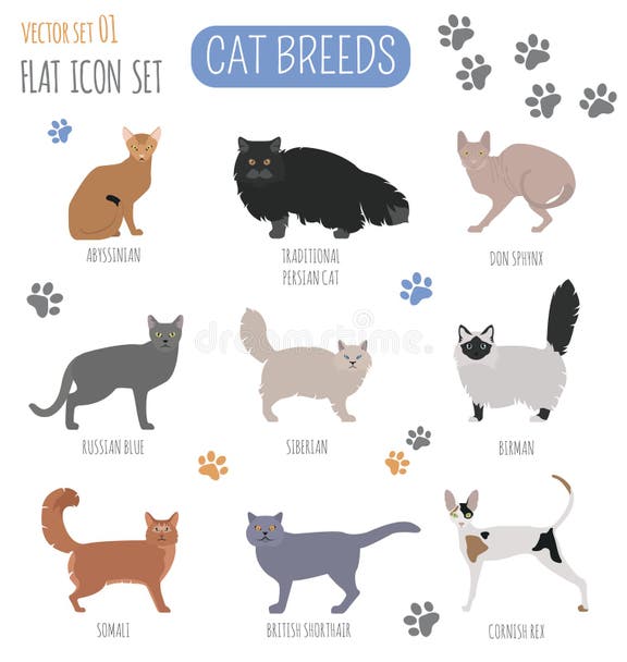 Cat Breeds Icon Set Flat Style Stock Vector - Illustration of coon ...