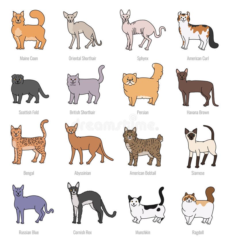 Cat Breeds Profile Vector Set Contour Sketch Isolated Illustration ...