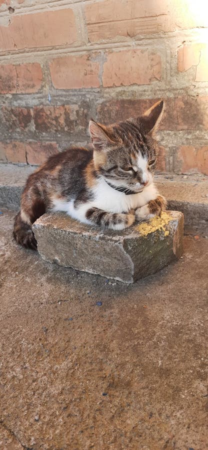 Cat on a brick stock photo. Image of nose, kitten, mammal - 232432920