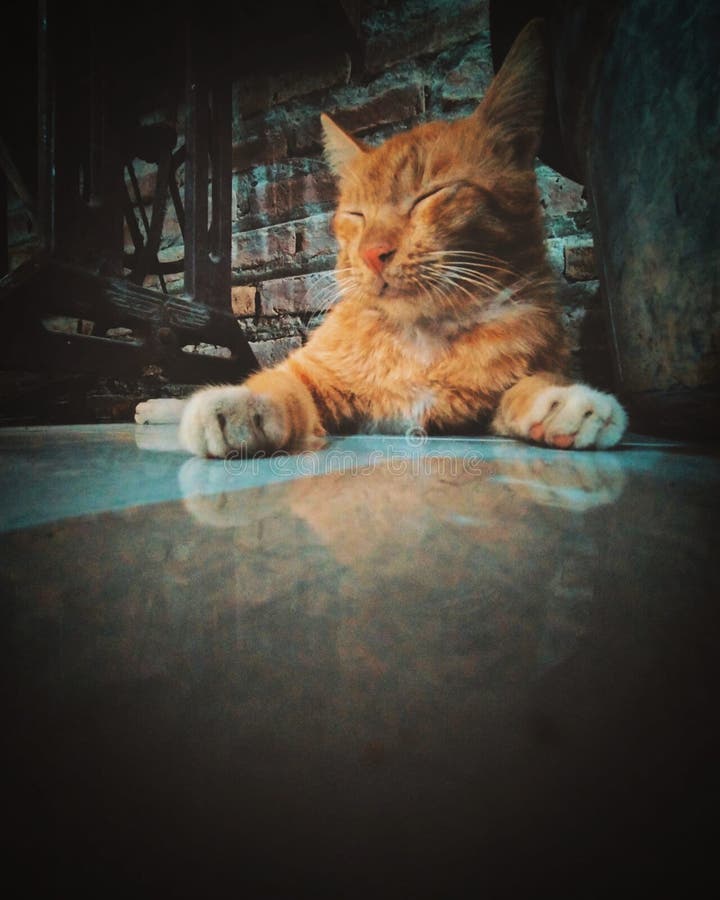 Cat and brick wall stock image. Image of brick, wall - 222602831